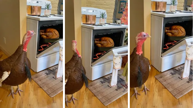 Internet Freaks Out Over Woman Showing Pet Turkey, Cooking Turkey