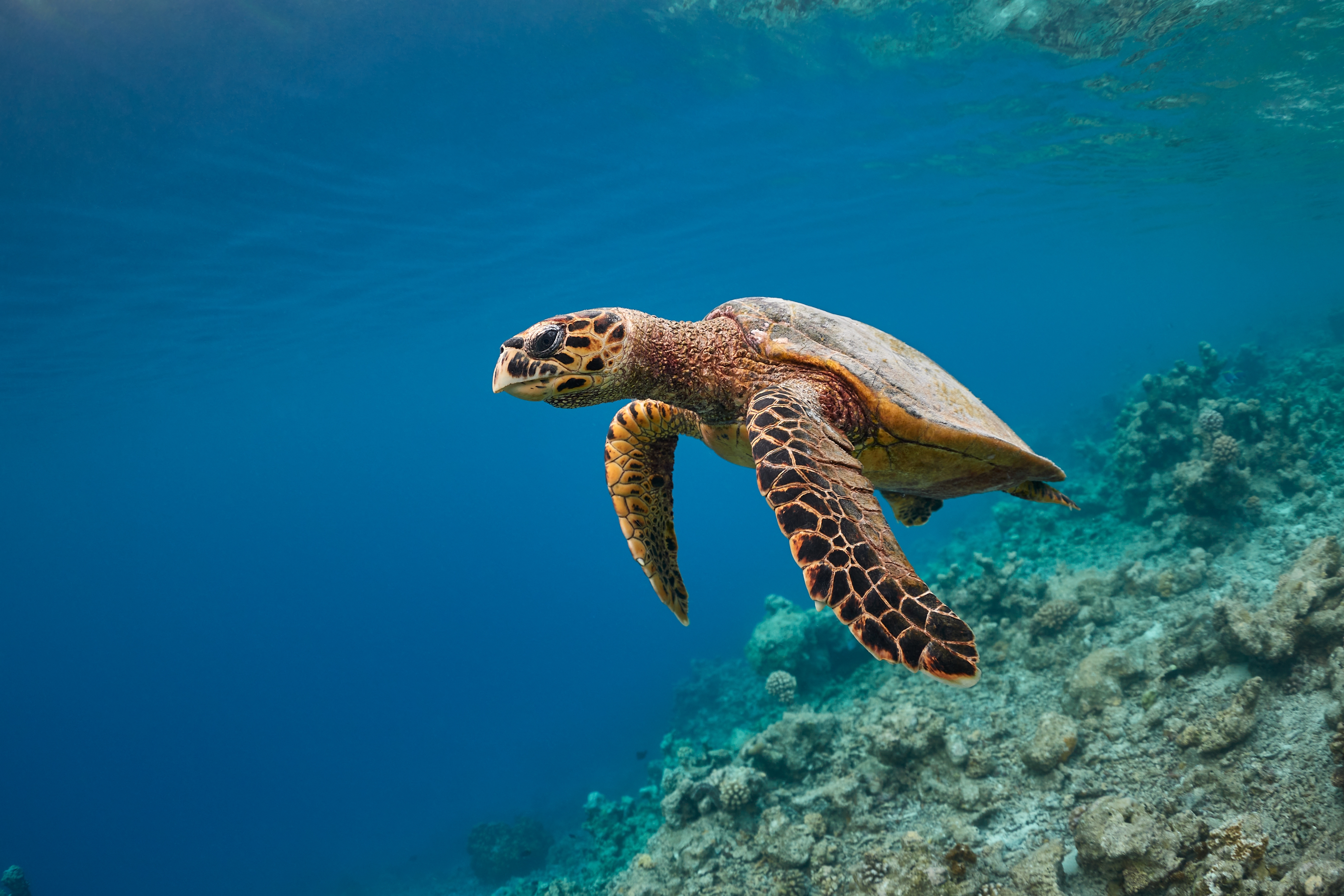 Captain Turtlepants: Guy Caught With 5-inch Turtle in His Britches - TFM